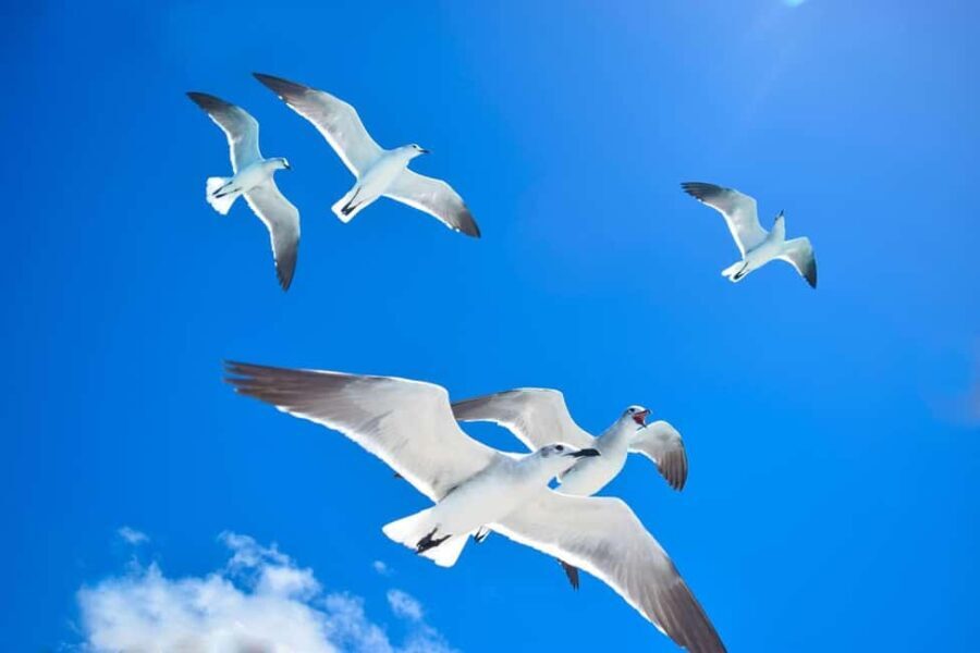 Bayahibe: Full-Day Saona Island Excursion - Authentic and Practical Insights from Reviews