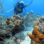 Bayahibe: Scuba Diving Initiation by Go Dive Bayahibe - What You Can Expect: From Arrival to Underwater Wonders