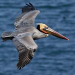 Bayahibe: Whale-Watching Cruise & Cayo Levantado Day Trip - Who Should Consider This Tour?