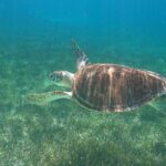 Beach Day Swim with Turtles and Pigs Excursion in Nassau - The Logistics: What to Expect