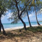Beach tour and visit to a rum distillery in Le Marin with driver - Practical Details and What to Know