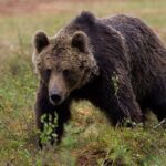 Bear Viewing at Pack Creek - Who Is This Tour Best For?