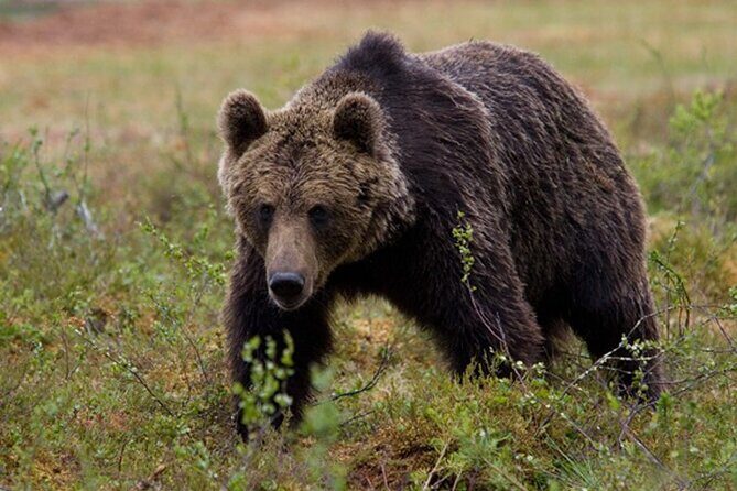 Bear Viewing at Pack Creek - Who Is This Tour Best For?