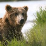Bear Viewing Tour from Homer, Alaska - The Journey Begins at Homer’s Beluga Lake