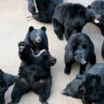 Beartree Park with Admission Ticket to Arboretum in Sejong - The Itinerary: What to Expect