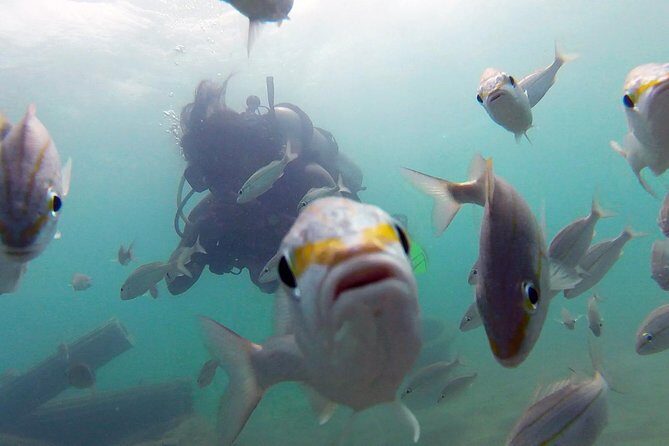 Beginner Scuba Diving with Turtles and Videos, San Juan - An Overview of the Experience