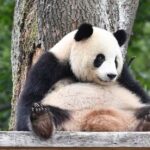 Beijing: Beijing Zoo Official Entry Ticket with Panda House - What Makes This Tour Stand Out