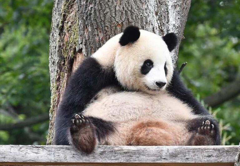 Beijing: Beijing Zoo Official Entry Ticket with Panda House - What Makes This Tour Stand Out