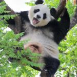 Beijing: Panda Pavilion Tickets - Authentic Perspectives and Practical Tips