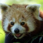 Beijing Zoo Entry Ticket - Panda House Included - What You Can Expect at Beijing Zoo’s Panda House