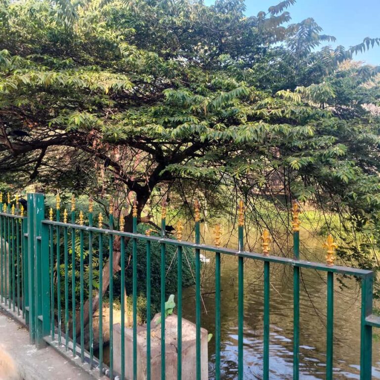 Bengaluru: Cubbon Park Nature Walking Tour - Exploring Cubbon Park: What’s in Store?