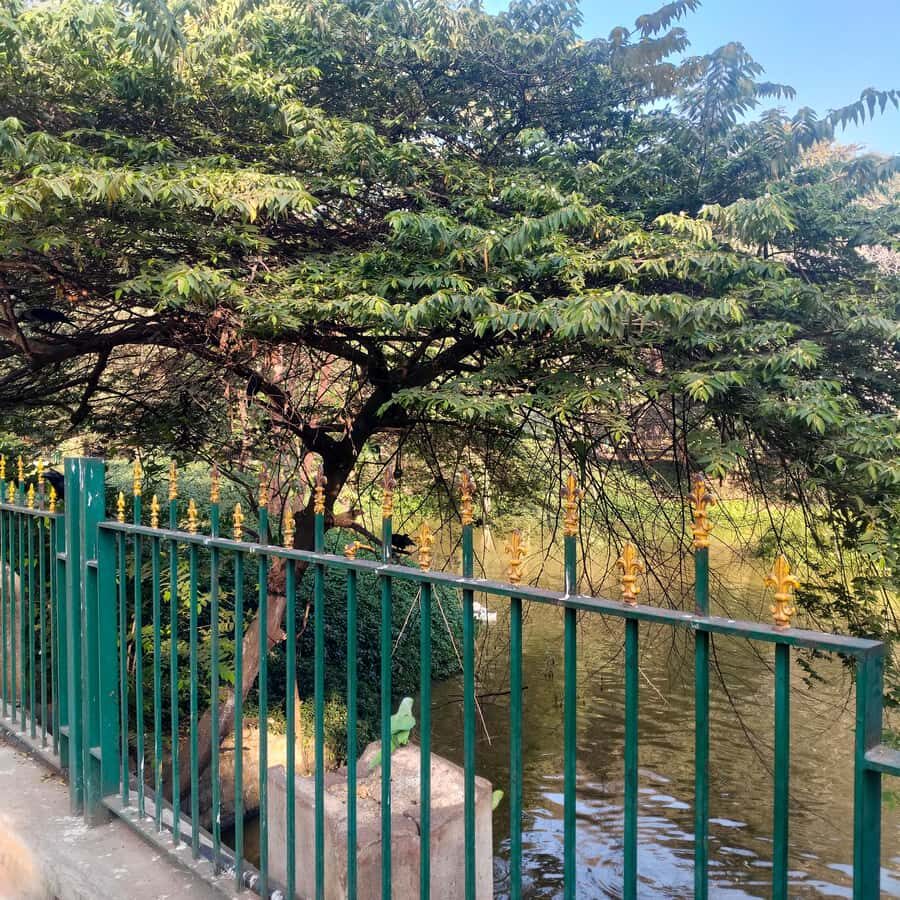 Bengaluru: Cubbon Park Nature Walking Tour - Exploring Cubbon Park: What’s in Store?