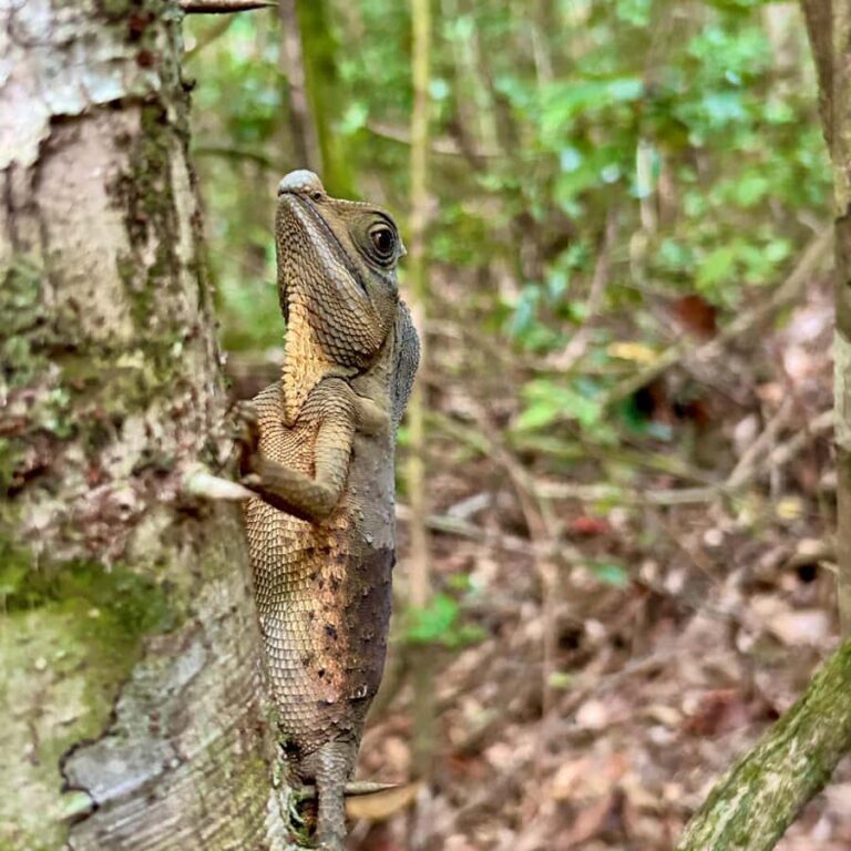 Bentota River Safari with Bazaar from ahungalla - What to Expect on Your Journey