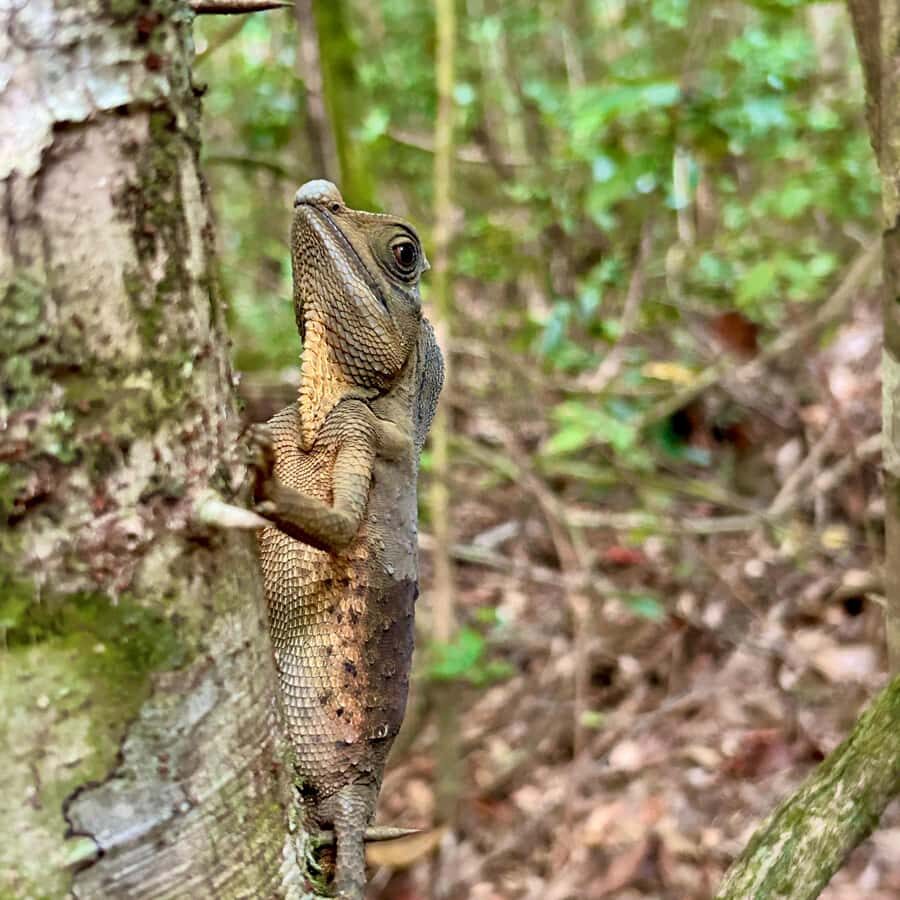 Bentota River Safari with Bazaar from ahungalla - What to Expect on Your Journey