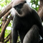 Bentota River Wildlife Boat Safari - The Value Proposition