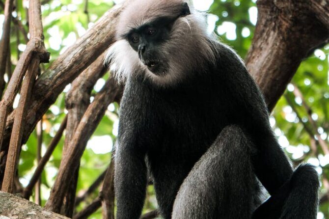 Bentota River Wildlife Boat Safari - The Value Proposition