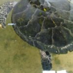 Bentota River,Turtels,Wood Carving & Temple tour By Tuk Tuk - Practical Details and Value