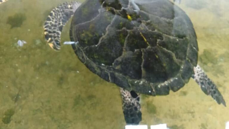 Bentota River,Turtels,Wood Carving & Temple tour By Tuk Tuk - Practical Details and Value