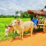 Bentota: Village Tour with Local Guide - Deep Dive into the Experience