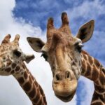 Beppu: Drive-in Kyushu Safari & Yufuin, Umi Jigoku Day Tour - What Travelers Say