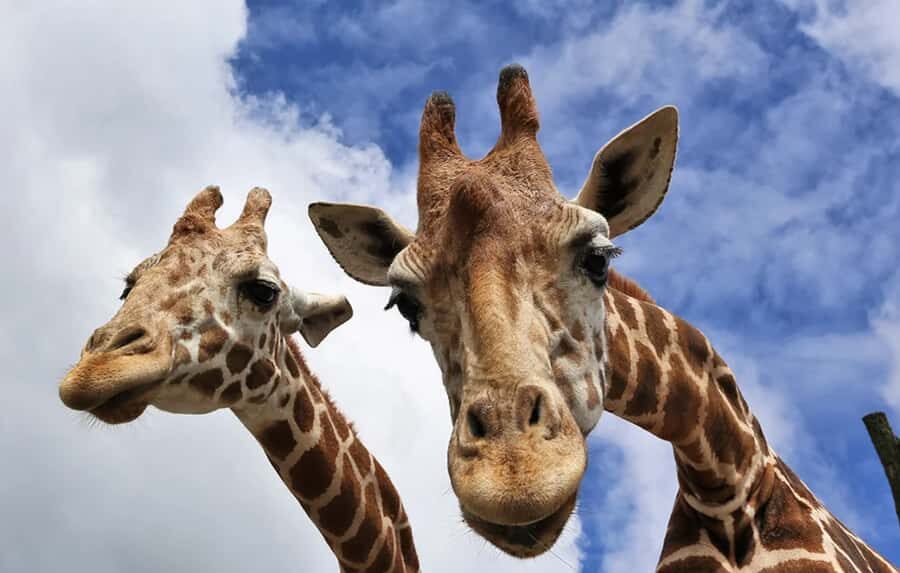 Beppu: Drive-in Kyushu Safari & Yufuin, Umi Jigoku Day Tour - What Travelers Say