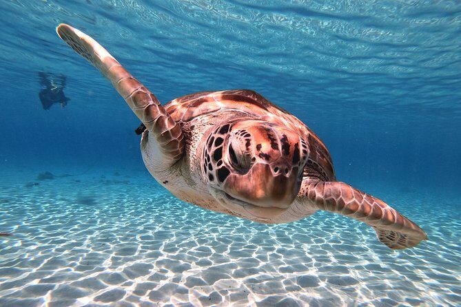 Best Highlight Island Tour - Perfect Day Tour. Small group Tour - What Travelers Love About This Tour