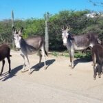 Best of Bonaire - Full island tour with a local. - What’s Included and How It Works
