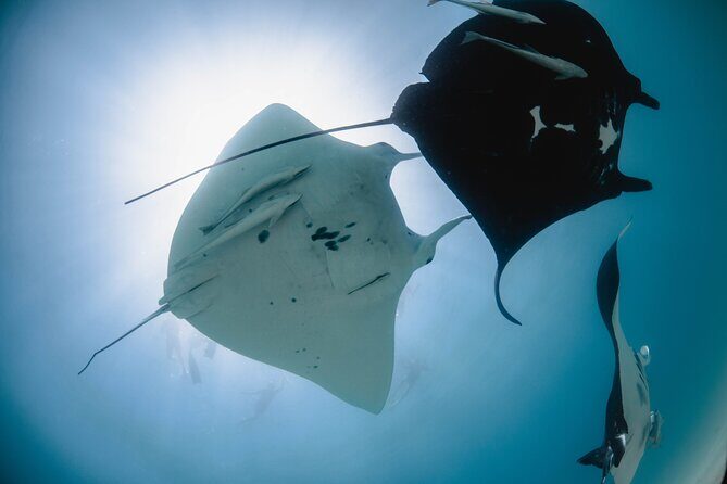 Best of Ningaloo Mantas and More - What’s Been Praised Most