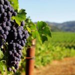 Best of Sonoma Scenic Tour (Join In) - The Food and Wine Experience