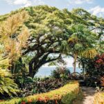 Best of St. Kitts Private Half Day Tour - Who Will Love This Tour?