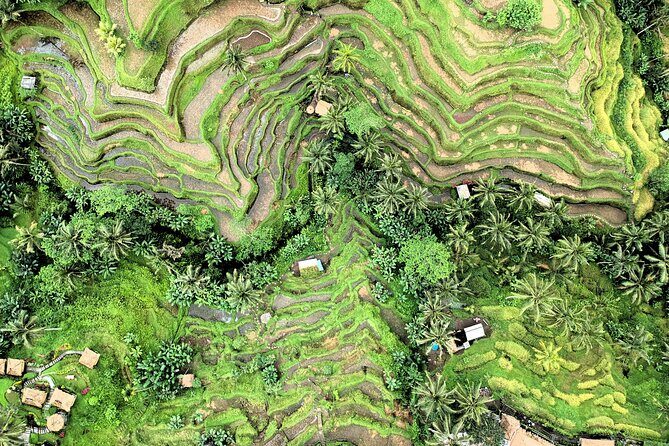 Best of Ubud Village Tour with Jungle Swing - Most Instagram Site - Who Should Consider This Tour?