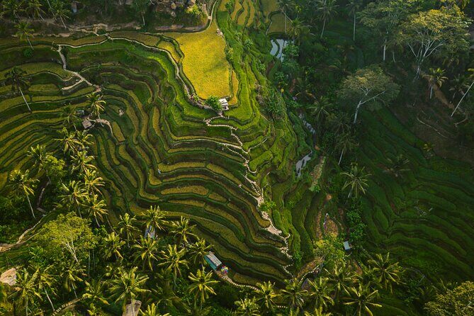 Best Ubud Highlights - Private Day Tour - The Final Word: Who is This Tour Best For?