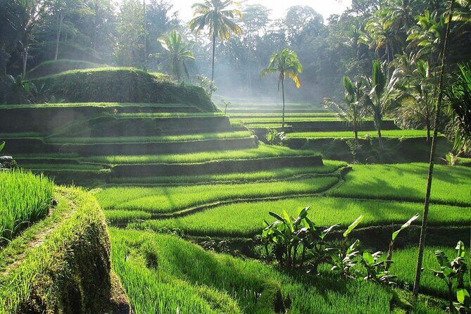 Best Ubud Tour Private Tour All Inclusive Package - Transportation and Tour Logistics