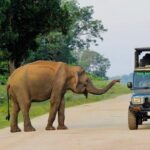 Best Value Yala Safari: Spot Leopards, Elephants & Bears (Shared) - What You Can Expect During the Safari