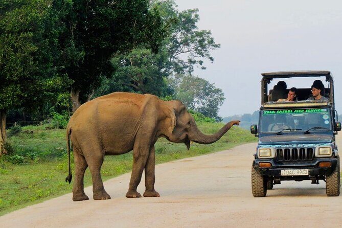 Best Value Yala Safari: Spot Leopards, Elephants & Bears (Shared) - What You Can Expect During the Safari