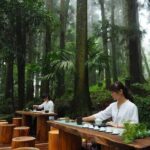 Between Cloud Sea and Ancient Woods Alishan Awaits - Who Will Love This Tour?