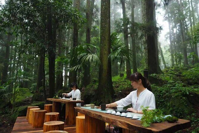 Between Cloud Sea and Ancient Woods Alishan Awaits - Who Will Love This Tour?