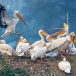 Bharatpur: Keoladeo National Park Guided Tour with Pickup - Who Will Love This Tour?