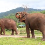 Big Boy Elephant Sanctuary Half Day Tour + Pad Thai Cooking Class - What to Expect at the Sanctuary