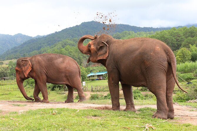 Big Boy Elephant Sanctuary Half Day Tour + Pad Thai Cooking Class - What to Expect at the Sanctuary
