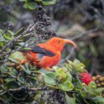 Big Island: Birdwatching Tour with Expert Guide - What Makes This Tour Stand Out?