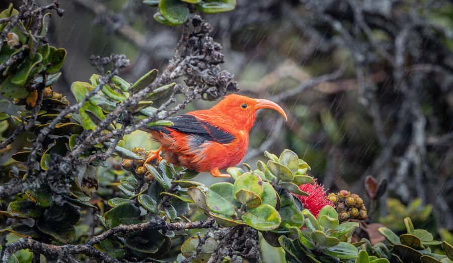 Big Island: Birdwatching Tour with Expert Guide - What Makes This Tour Stand Out?