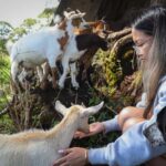 Big Island: Hand Feed & Cuddle Baby Goats - The Itinerary: What to Expect