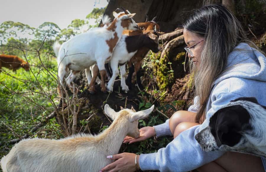 Big Island: Hand Feed & Cuddle Baby Goats - The Itinerary: What to Expect