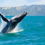Big Island: Kona Whale Watching Tour - An In-Depth Look at the Kona Whale Watching Tour