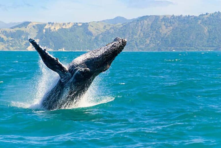 Big Island: Kona Whale Watching Tour - An In-Depth Look at the Kona Whale Watching Tour