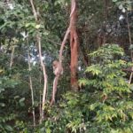 Bintan : Mangrove or Fireflies Tour - The Practical Details