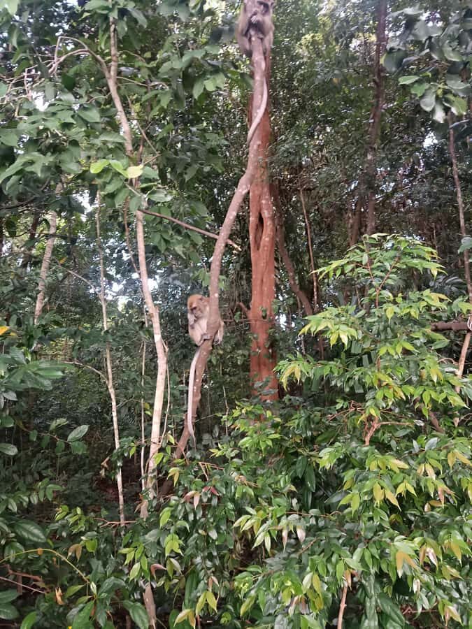 Bintan : Mangrove or Fireflies Tour - The Practical Details