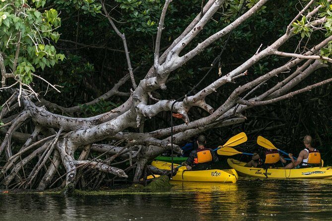 Bio Bay Night Kayaking | Laguna Grande, Fajardo - What Sets This Tour Apart?