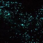Bioluminescence Snorkel Boat Tour to Klein Bonaire - Understanding the Value
